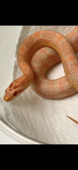 Salmon Halo Snow Corn Snake by Mikes Motleys