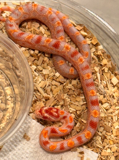 Extreme Reverse Okeetee Phet Lava Corn Snake by Mikes Motleys