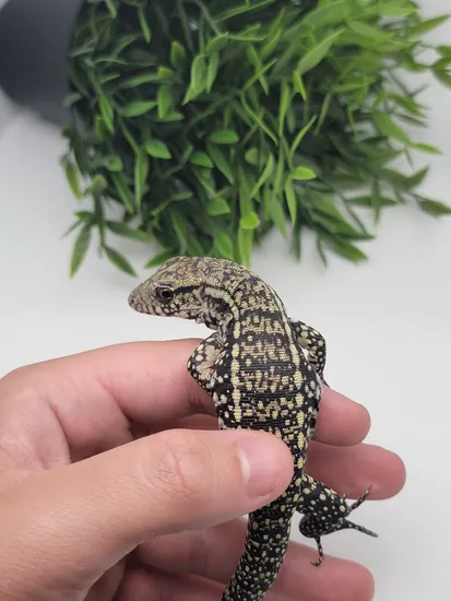 FREE SHIPPING High % Blue Cross Tegu Argentine Tegus by SoFlo Reptiles