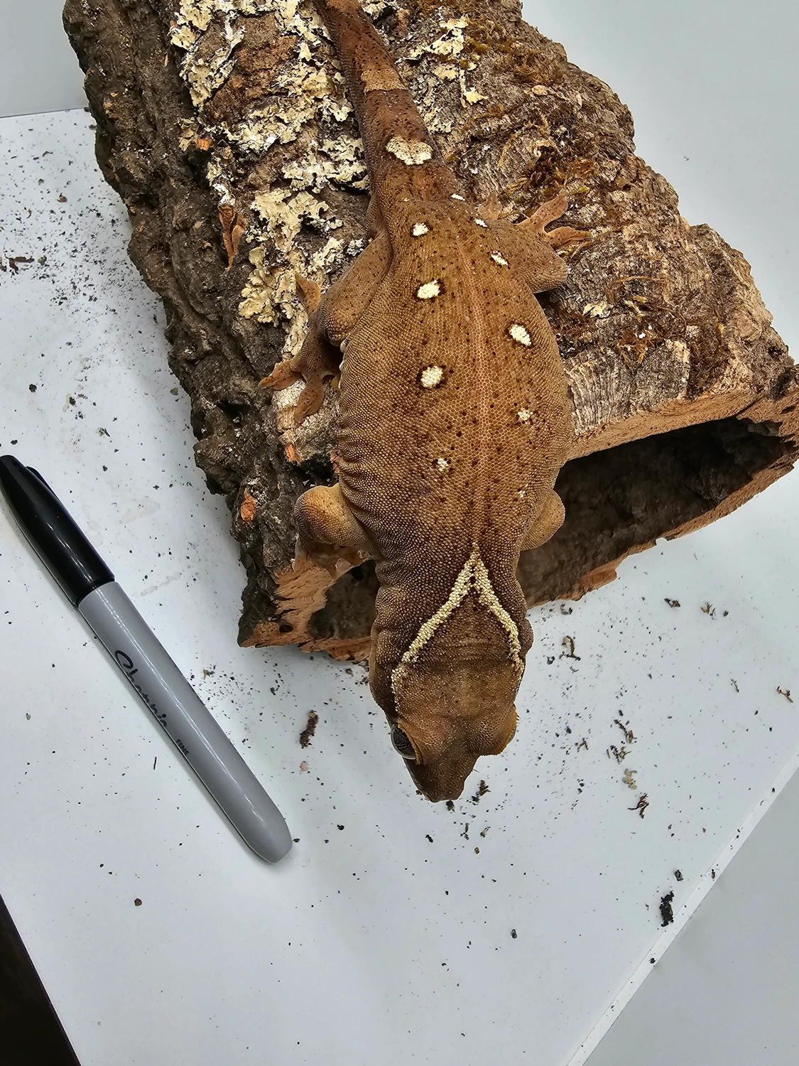 SoFlo Reptiles's Collection - MorphMarket