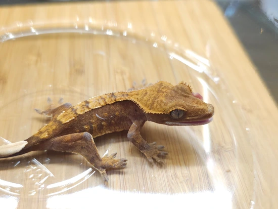 Chocolate Lavender Harlequin Crested Gecko by SoFlo Reptiles