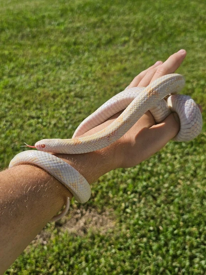 Albino Goini/Blotched King Snake Male Adult Apalachicola Kingsnake by ...