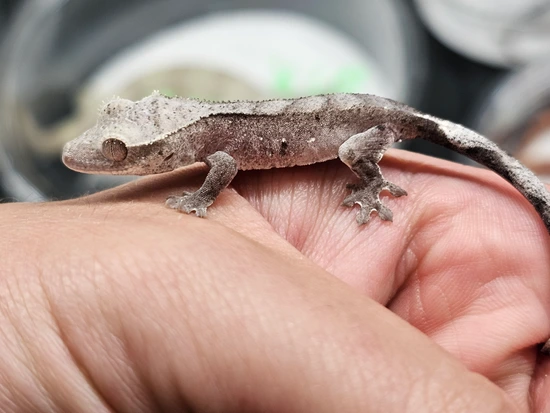 Axanthic Dalmatian With Portholes Altitude X MSL Line Crested Gecko by ...