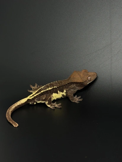 Black Frappuccino Phantom Crested Gecko by SoFlo Reptiles