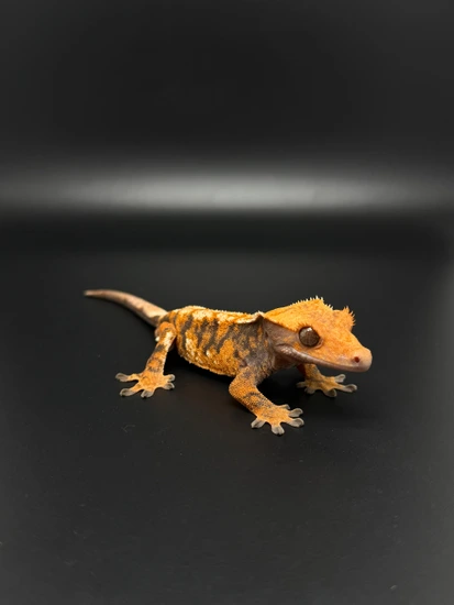 EXTREME Orange Harlequin Male Crested Gecko by SoFlo Reptiles