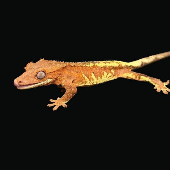 "Banksy" Orange Frappuccino Crested Gecko by SoFlo Reptiles