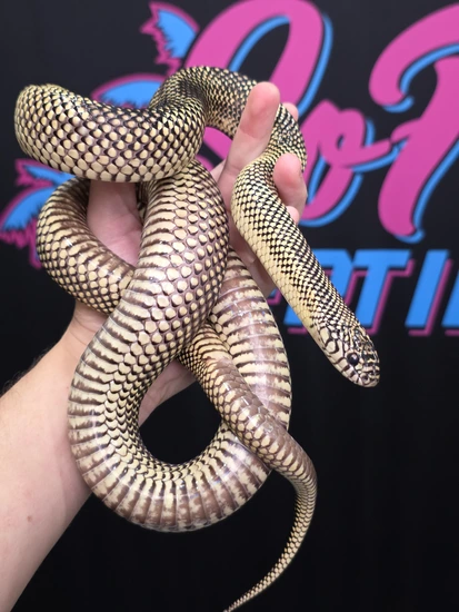 Goini/Blotched Kingsnake Adult Male Apalachicola Kingsnake by SoFlo ...