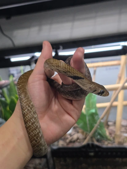 USCBB Unicolor Cribo Female Cribo & Indigo Snakes by SoFlo Reptiles
