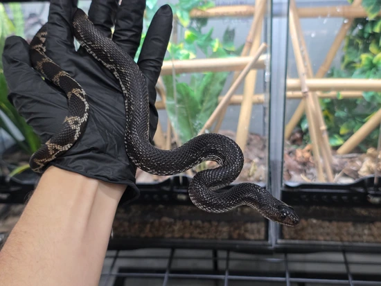FL SALES ONLY Black Pine Snake Male Yearling Baby by SoFlo Reptiles