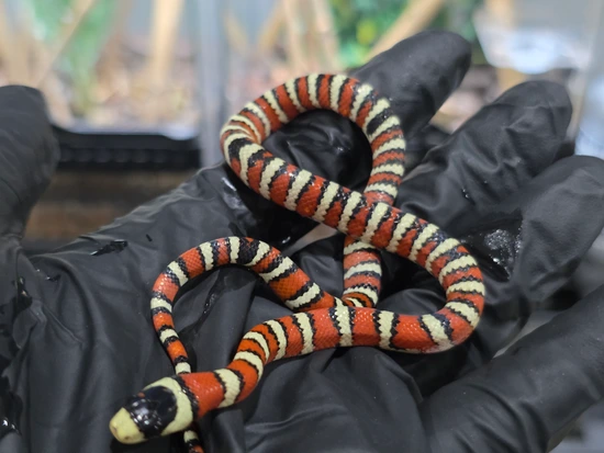 Arizona Mountain "Pyro" King Snake Arizona Mountain Kingsnake by SoFlo ...