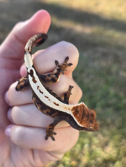 Stunning Highway Perfect Dorsal NPS Crested Gecko by SoFlo Reptiles