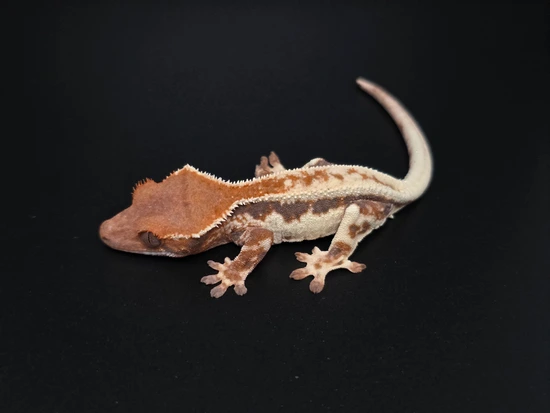 Tri-Color Frappuccino Pseudo Pores Seen Crested Gecko by SoFlo Reptiles