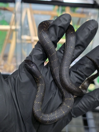 Wildtype Mexican Black Kingsnake Yearling Female by SoFlo Reptiles