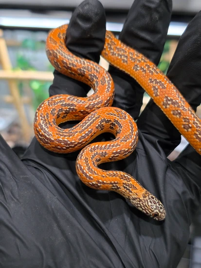 Hypo Mosaic Florida King Florida Kingsnake by SoFlo Reptiles