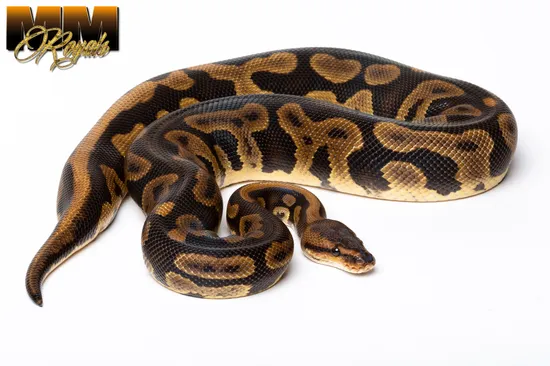 Wookie Leopard YB Het Clown Ball Python by MM Royals