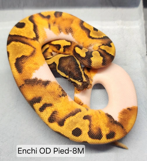 Enchi OD Pied Ball Python by Shay's Serpents
