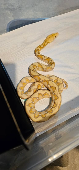 Renick Ghost 100% Het Anthrax Reticulated Python by MorphKreations