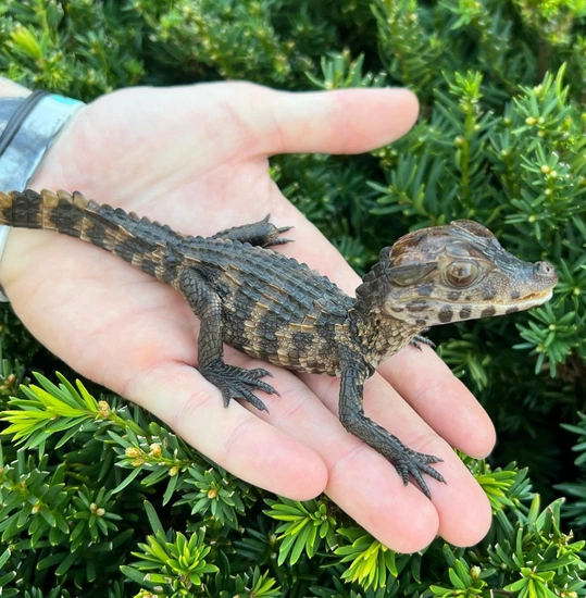 Baby Dwarf Caiman Cuvier's Dwarf Caiman by Evoker Reptiles