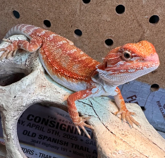 Hypo Rainbow Tiger Het Trans 66% Het Wits Central Bearded Dragon by Moab Dragons & Exotics