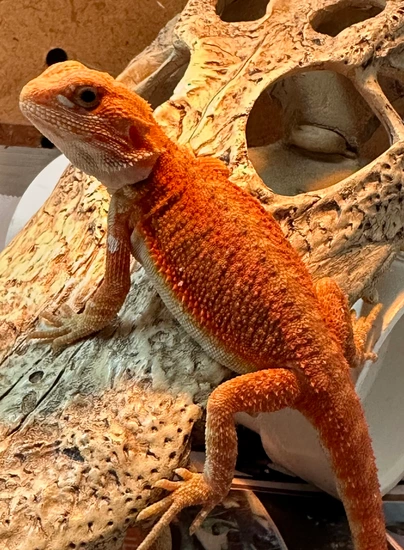 Pretty Orange Female With Black Eyes Central Bearded Dragon by Moab Dragons & Exotics