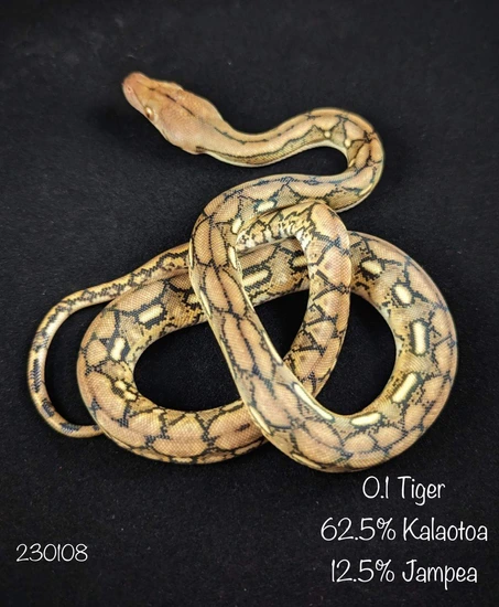 SD Tiger Reticulated Python by Mother of Dragons Exotics