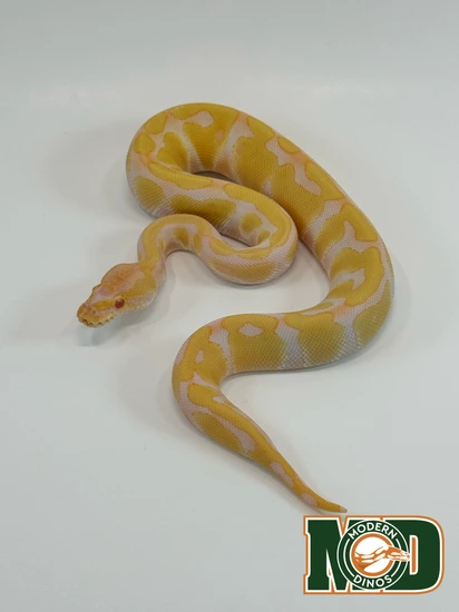 Albino Enchi Possible Yellowbelly Possible Asphalt Ball Python by ...