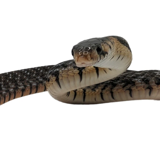 Guerrero Phase Drymarchon Rubidus #19 Cribo & Indigo Snakes by Indigo ...