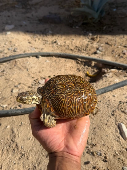 Huge Female Box Turtle by Rainbow Scale Exotics