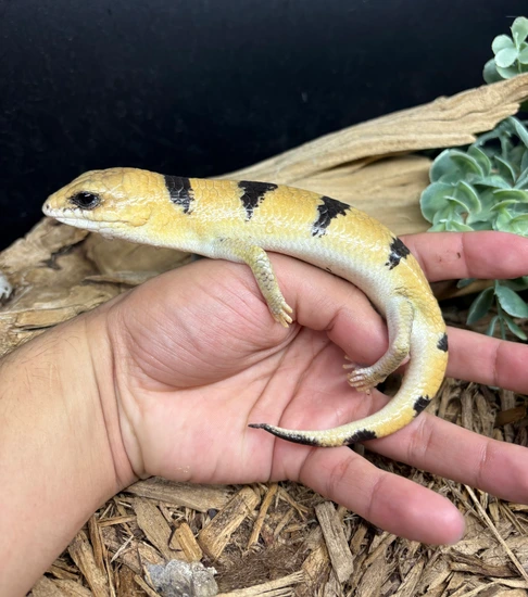 Peters Banded Skink More Skink by Rainbow Scale Exotics