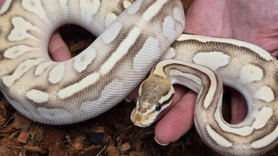 Orange Dream, Pastel, Yellow Belly, Vanilla/Fire, Mojave, Weirdo, 66% ...