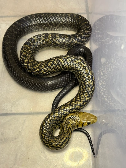 Super Mottled High Contrast Black Tailed Cribos Cribo & Indigo Snakes ...