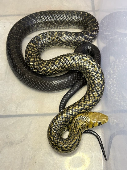 Super Mottled High Contrast Black Tailed Cribos Cribo & Indigo Snakes ...