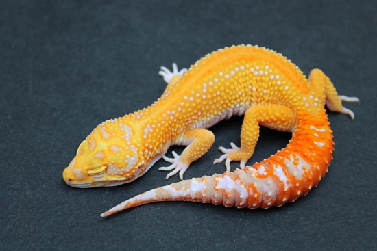 Pet Only Leopard Gecko by Molave Gecko
