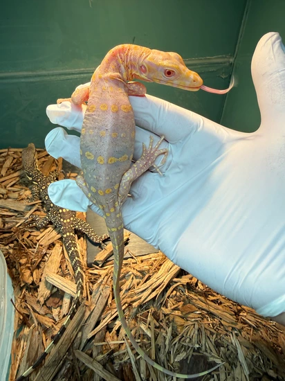 Super Social T- Albino Asian Water Monitor by Monitor Ops and Exotics