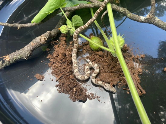 White Oak Gray Rat Snake by Monkey Girl Reptiles