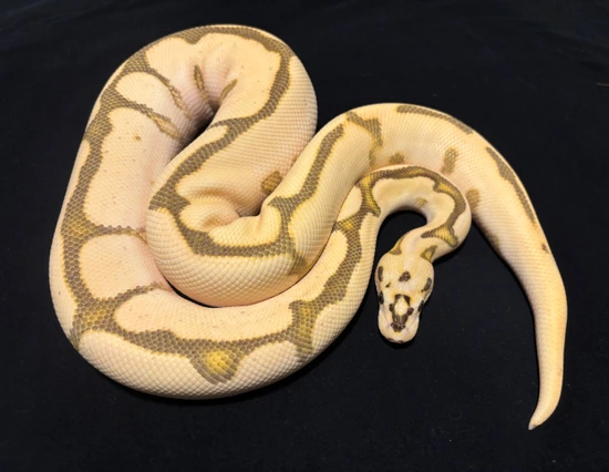*Breeder Boy*Super Orange Dream Fire Spotnose Clown Ball Python by ...
