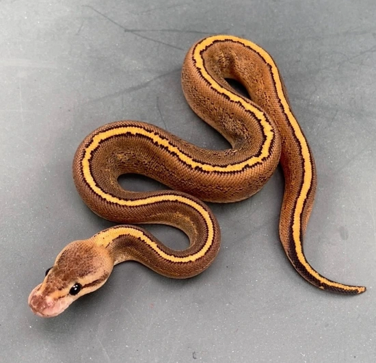 Red Stripe YellowBelly Fire Black Pastel Stranger Het-Clown Ball Python ...