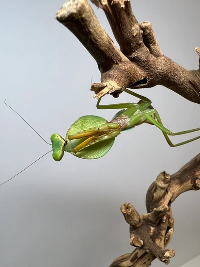 L2 "Guangxi" Giant Shield Mantis (R. "guangxi") by Moonlight Mantids