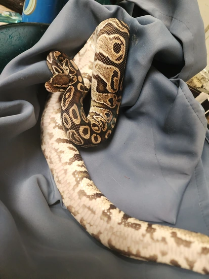 Hurricane Het Pied Ball Python by MoonWillow Ranch and Ball pythons