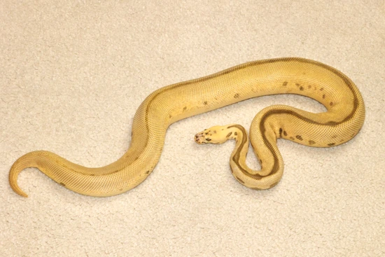 Pastel Enchi Batman Ball Python by Moore Pythons LLC