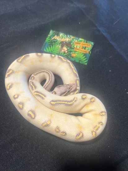 Pastel Ghi Enchi Highway Ball Python by Moos’ Exotics