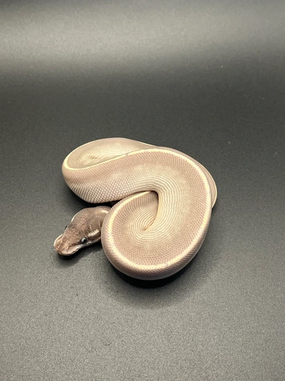 Mystic Potion Black Head Ball Python by Morbid Morphs