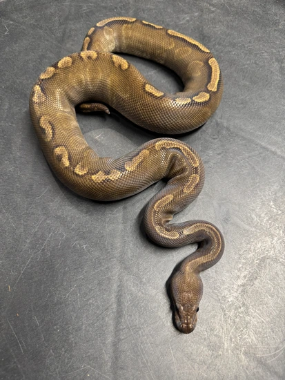 Blackhead Cinnamon GHI Ball Python by Morningstar Exotics
