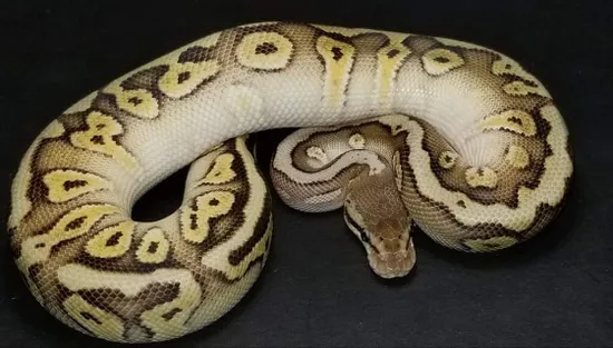 Mojave Inferno Ball Python by Morph Jungle