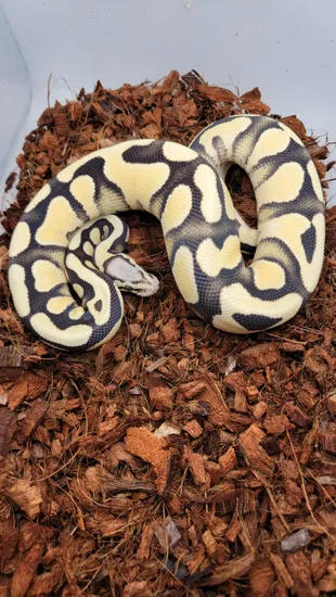 Pastel Enchi DG Ball Python by Morph Jungle
