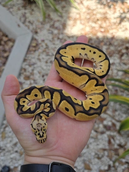 Pastel OD Clown Het Pied 50% MJ Axanthic Ball Python by Morph Jungle