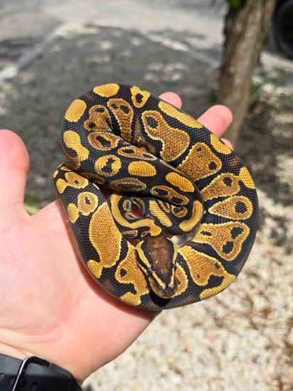 TH Hypo Puzzle Paint Ball Python by Morph Jungle