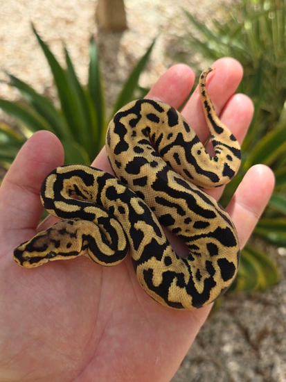 Fire Leopard Spotnose Het Clown Ball Python by Morph Jungle