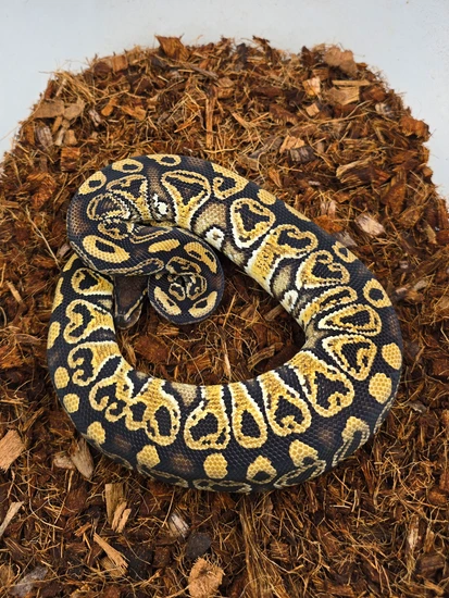 Hurricane Het Clown Ball Python by Morph Jungle