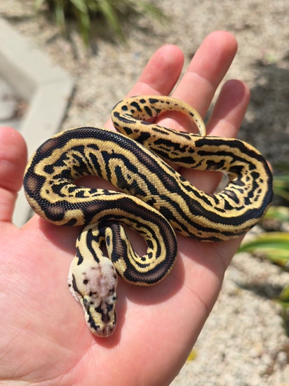 Pastel Leopard Spotnose Het Clown Ball Python by Morph Jungle